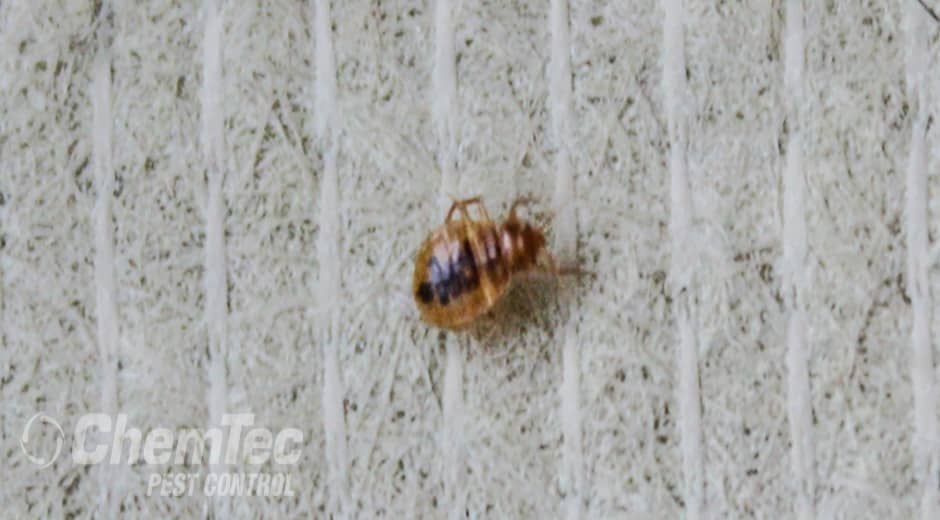 Bed Bug Photos in New Jersey | ChemTec Pest Control