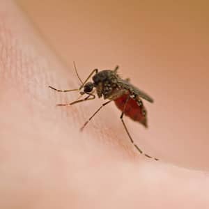 Mosquito Control in NJ - Get Rid of Pest Problems | ChemTec Pest Control